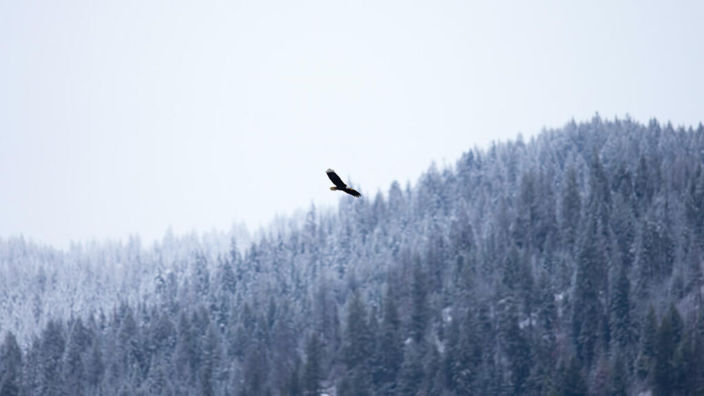 How to pronounce Coeur d'Alene in English and French